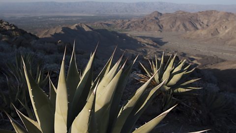 Plant adaptations - xerophytic - Hot deserts - AQA - GCSE Geography ...