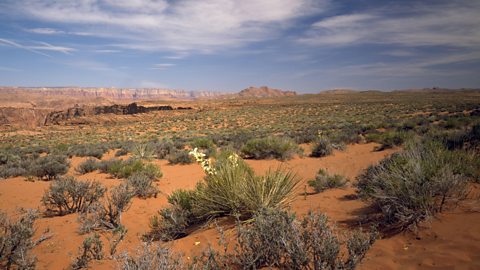 Hot desert ecosystem - Tropical desert regions of the world - 3rd level ...