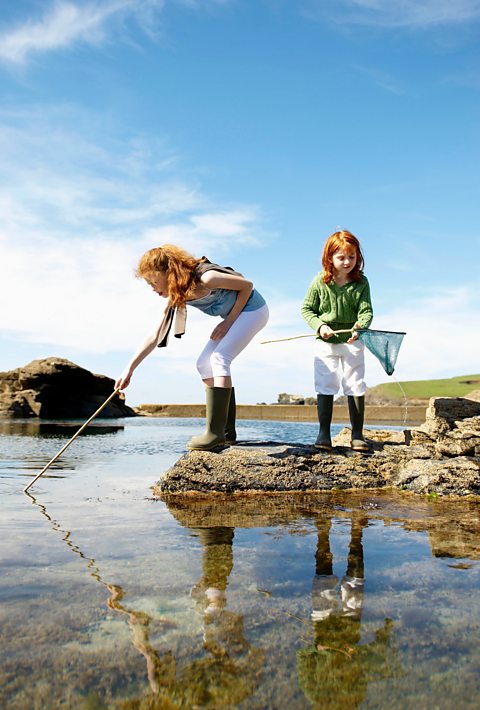 BBC Radio 4 - Natural Histories, Anemone - A realistic guide to rock ...