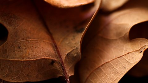 BBC Radio 4 - Radio 4 in Four - Are weeds more important than we realise?