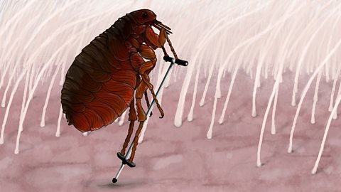 BBC Radio 4 - Natural Histories, Fleas - The rise and demise of the ...