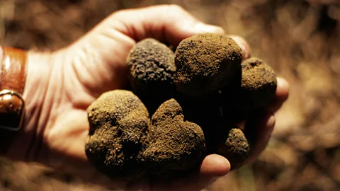 Why do truffles taste so weird?