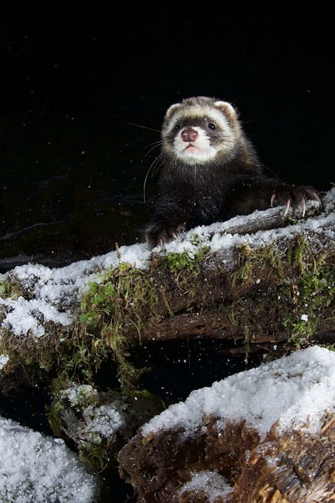 BBC Blogs - Springwatch - A magical sighting in rural Wales...