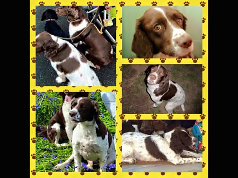 BBC One - The One Show - Dog theft - Appeals