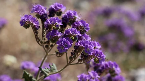 A desert's once-in-a-decade super bloom