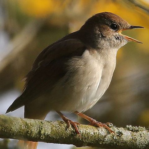 BBC Two - Springwatch Unsprung - Music on Unsprung