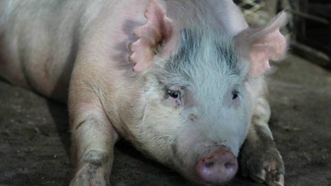 BBC - Weird science: songs for the human/pig hybrids of the near future