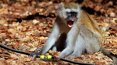 Rogue monkey causes nationwide blackout in Kenya - BBC Three