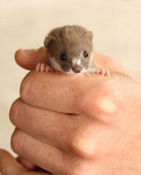 BBC Blogs - Springwatch - Looking after a wild weasel