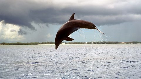 BBC Radio 4 - Open Country, The Dolphins of Cardigan Bay - How dolphin ...