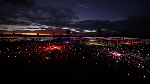 Hd Lighted Flower Field Dazzling Field Of Light Illuminates 16 Acres