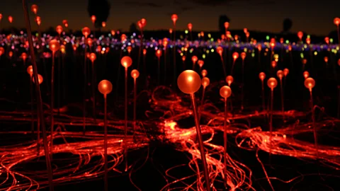 A field of 50,000 illuminated flowers