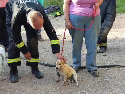 Stuck dog Lilly gives rescuers headache - BBC News