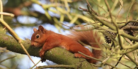 BBC Scotland - BBC Scotland - How Scotland’s otters became famous: the ...