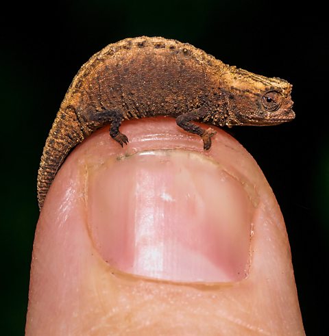 BBC Radio 4 - Natural Histories, Chameleon - Nine colourful facts about ...