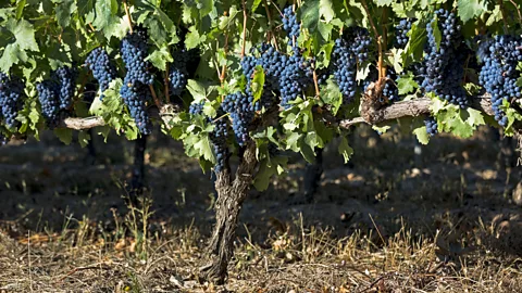 The world’s first blue wine