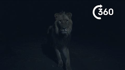 BBC One - Planet Earth II - Planet Earth II in 360º