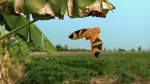 BBC Two - Thailand: Earth's Tropical Paradise - A portrait of filming ...