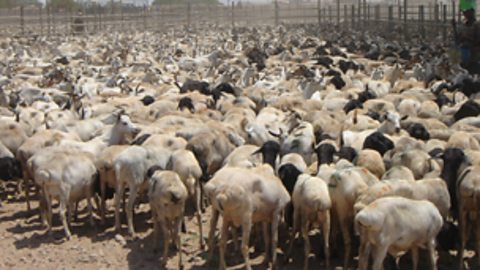 Saamaynta xayiraada xoolaha Soomaalida - BBC News Somali