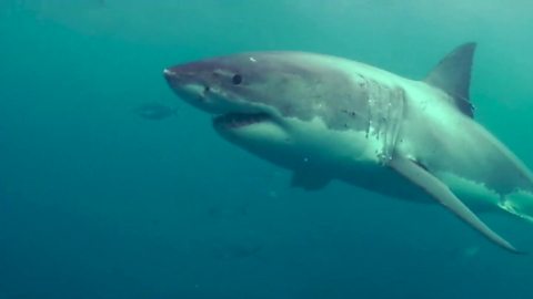 Queensland fatal shark attack: Third incident in tourist spot - BBC News