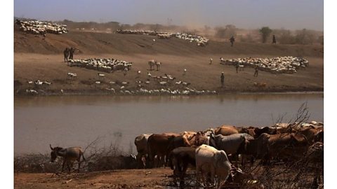 Caymiska xoolaha oo looga hortago saameynta abaarta Kenya - BBC News Somali