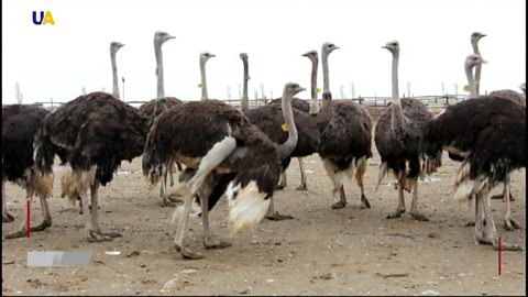 Video - Tuyaqush goʻshtiga qalaysiz? - BBC News O'zbek