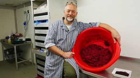 BBC Radio 4 - Radio 4 in Four - Fangs to Meringues: Five facts about ...