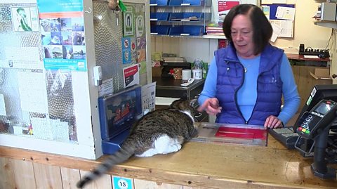 Purr-cel force: The rude post office cat with global fan base - BBC News