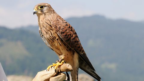 BBC Radio 4 - Free Thinking - Feathered friends or foes? Eight birds ...