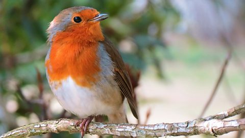 BBC Radio 4 - Free Thinking - Feathered friends or foes? Eight birds ...