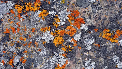 BBC Radio 4 - Radio 4 in Four - Seven strange facts about the world's ...