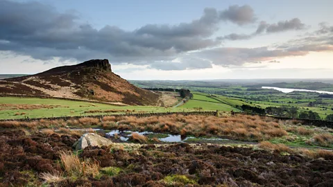 The English moor where wallabies roam