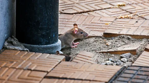 The animals thriving in the Anthropocene