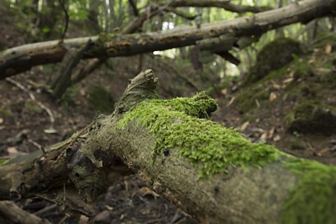 BBC Two - Springwatch - Explore a British forest through this beautiful ...