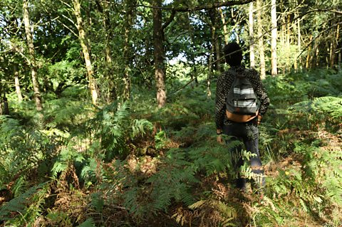 BBC Two - Springwatch - Explore a British forest through this beautiful ...