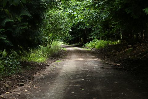 BBC Two - Springwatch - Explore a British forest through this beautiful ...