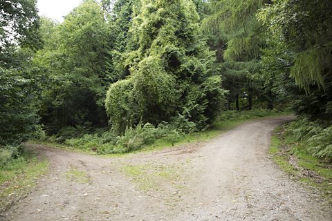 BBC Two - Springwatch - Explore a British forest through this beautiful ...