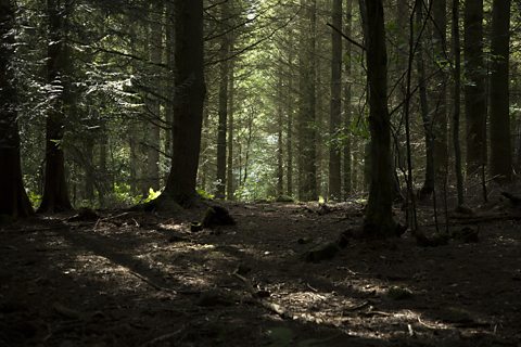 BBC Two - Springwatch - Explore a British forest through this beautiful ...