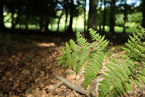 BBC Two - Springwatch - Explore a British forest through this beautiful ...
