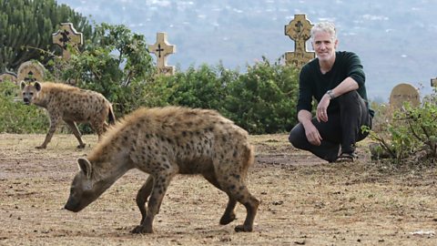 BBC Two - Tribes, Predators & Me - In pictures... The Hyena People of ...