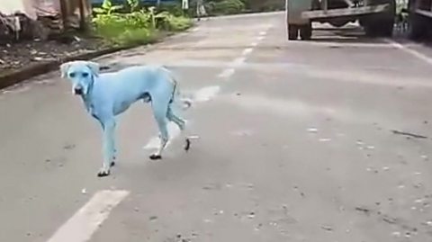 El misterio de los perros azules de Bombay, India - BBC News Mundo