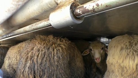 Australia 'shocked' by 2,400 sheep deaths on export ship - BBC News