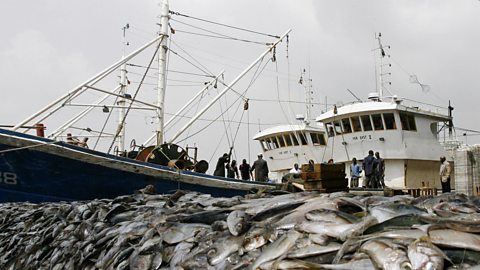 Illegal and unregulated fishing - BBC News