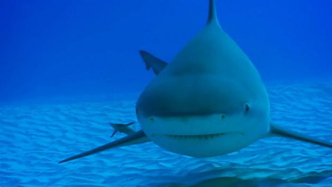 All-things Animals on iPlayer - CBBC - BBC