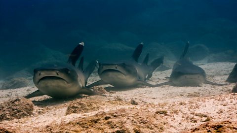 Shark Bites - CBBC - BBC
