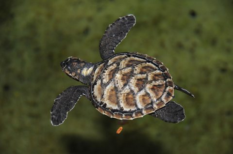 BBC Radio 4 - Natural Histories - Seven reasons why turtles are totally ...