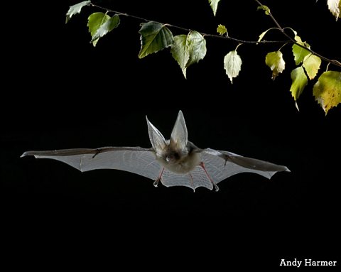 BBC Blogs - Springwatch - Barmy about bats...an insight into the ...