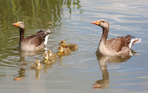 BBC Blogs - Springwatch - Greylags: The fall and rise of Britain’s only ...