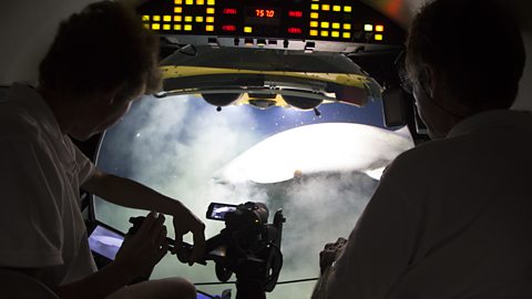 BBC One - Blue Planet II - First whalefall study in the deep Atlantic