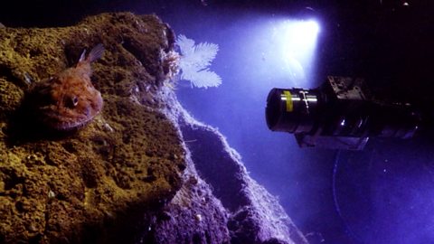 BBC One - Blue Planet II - Filming micro-detail in the deep